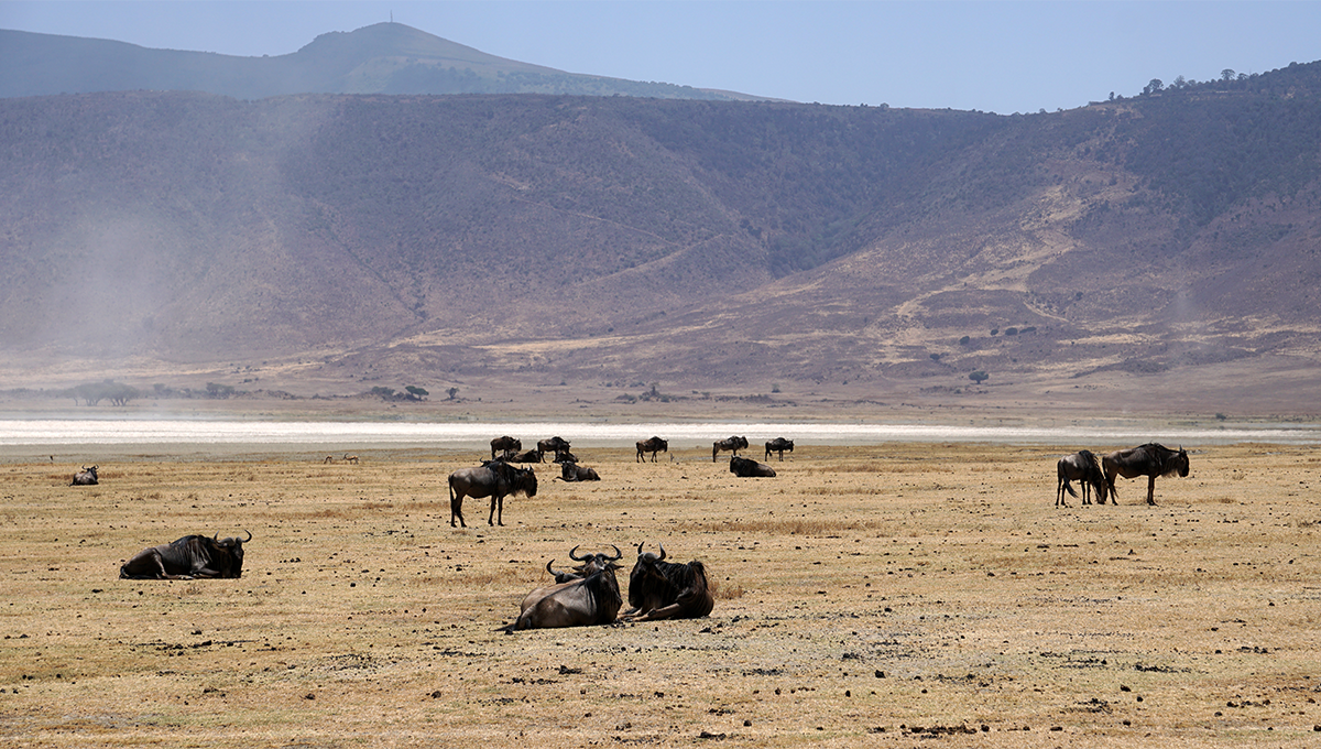 Cassius (ASX:CMD) confirms high grade rocks in Tanzania