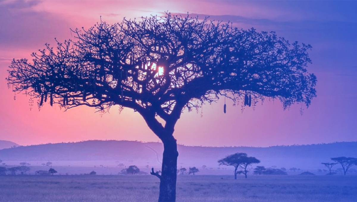 WIA hit 2km gold corridor at Mankono Ouest